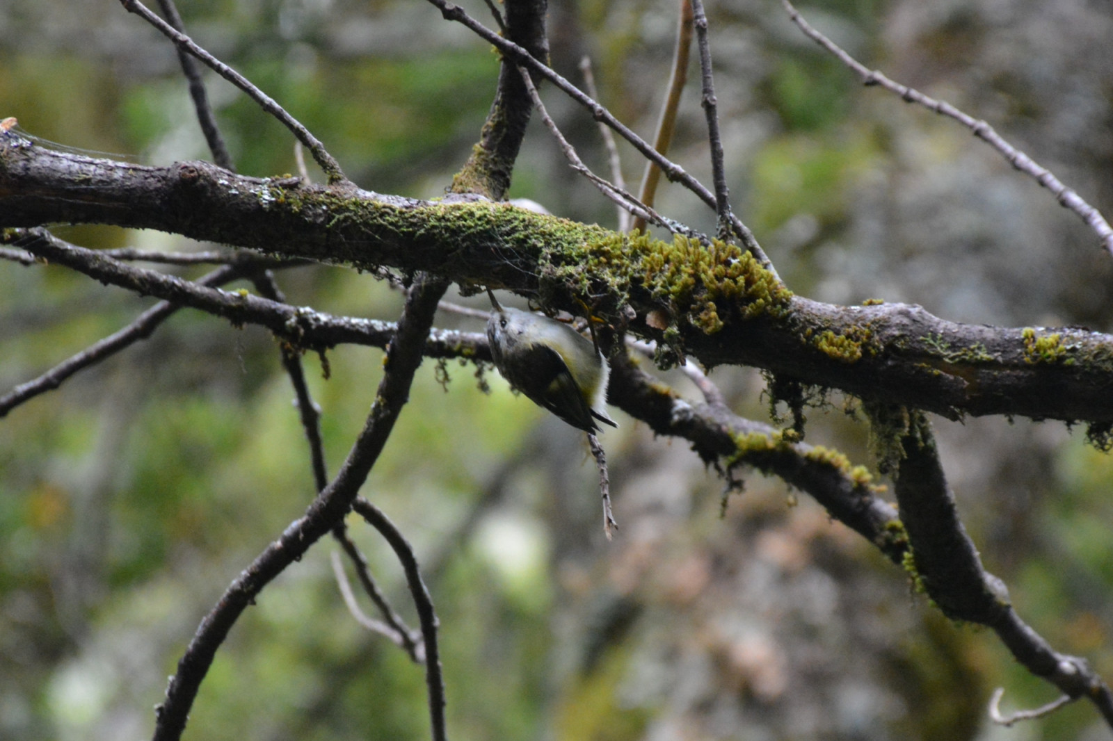 Rob Roy Glacier Track | Birdingplaces
