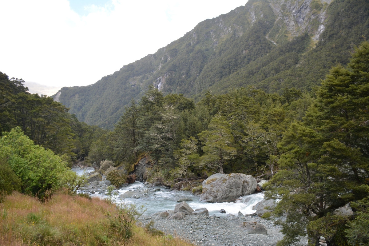 Rob Roy Glacier Track | Birdingplaces