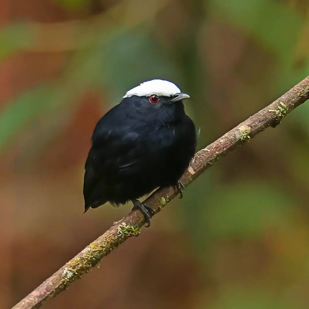 Buglas Nature Reserve | Birdingplaces