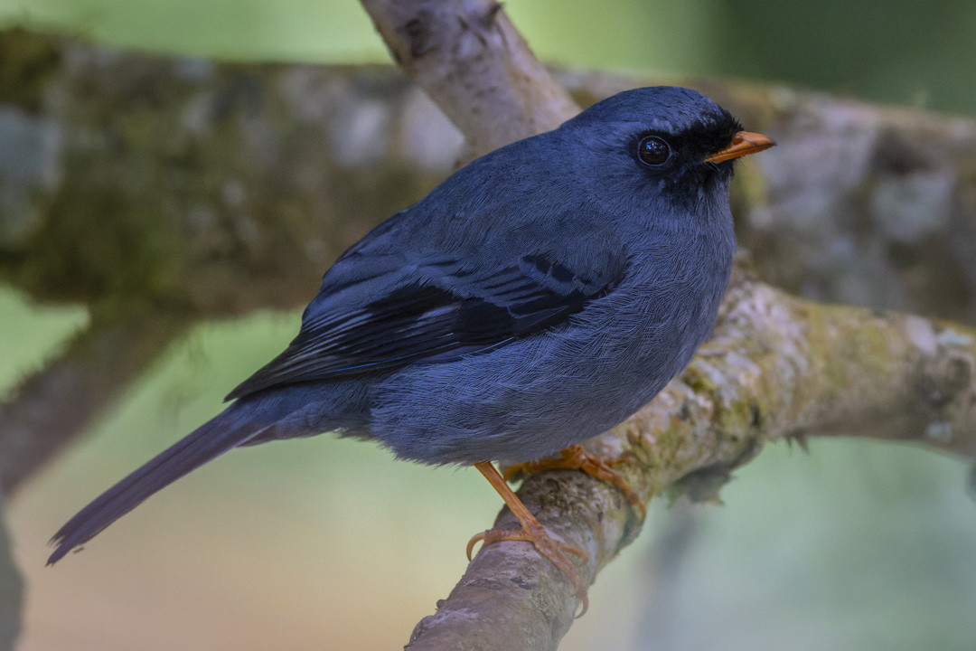 Black-faced Solitaire (Myadestes melanops) | Birdingplaces