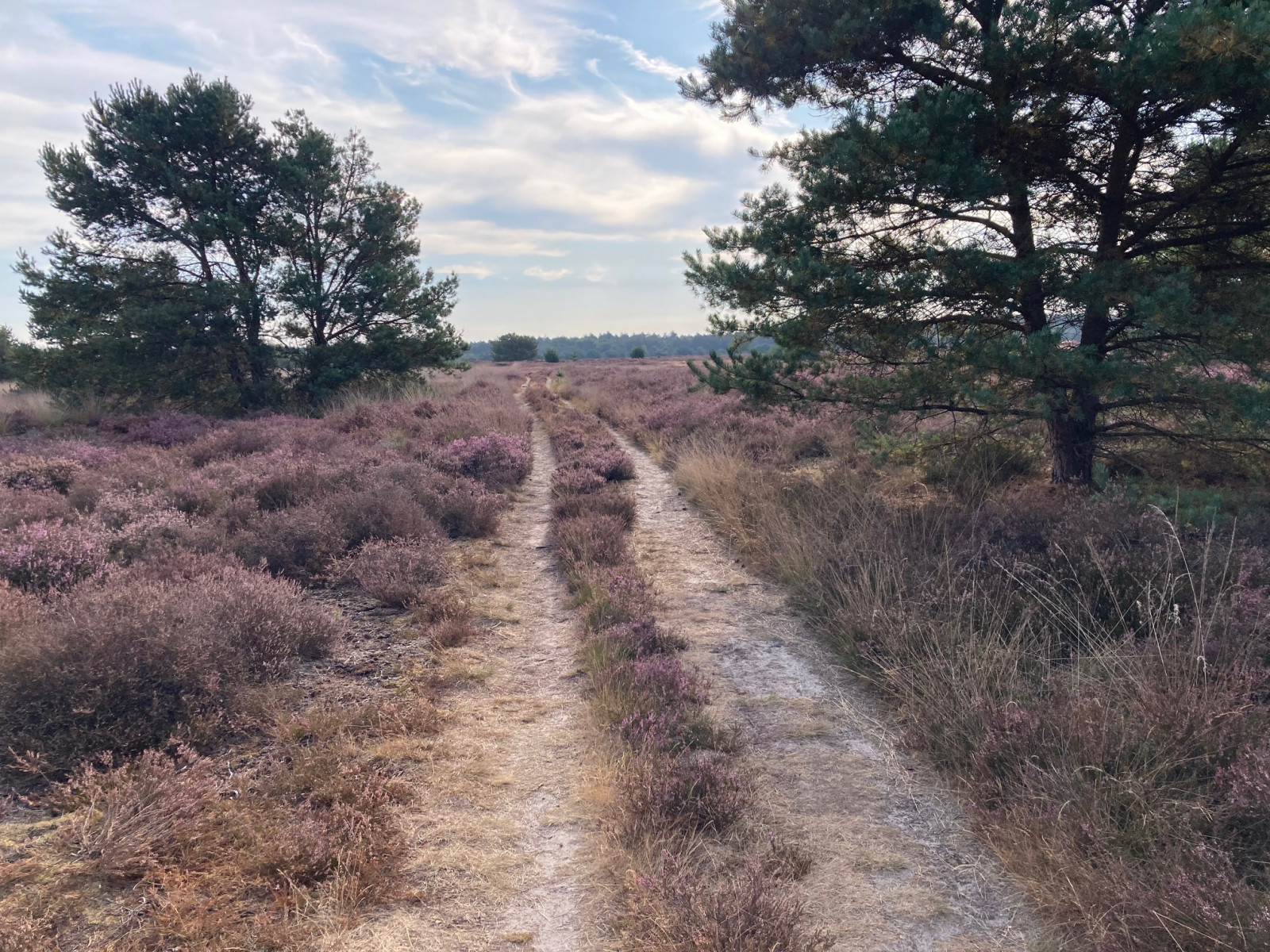 Boswachterij Sint Anthonis | Birdingplaces