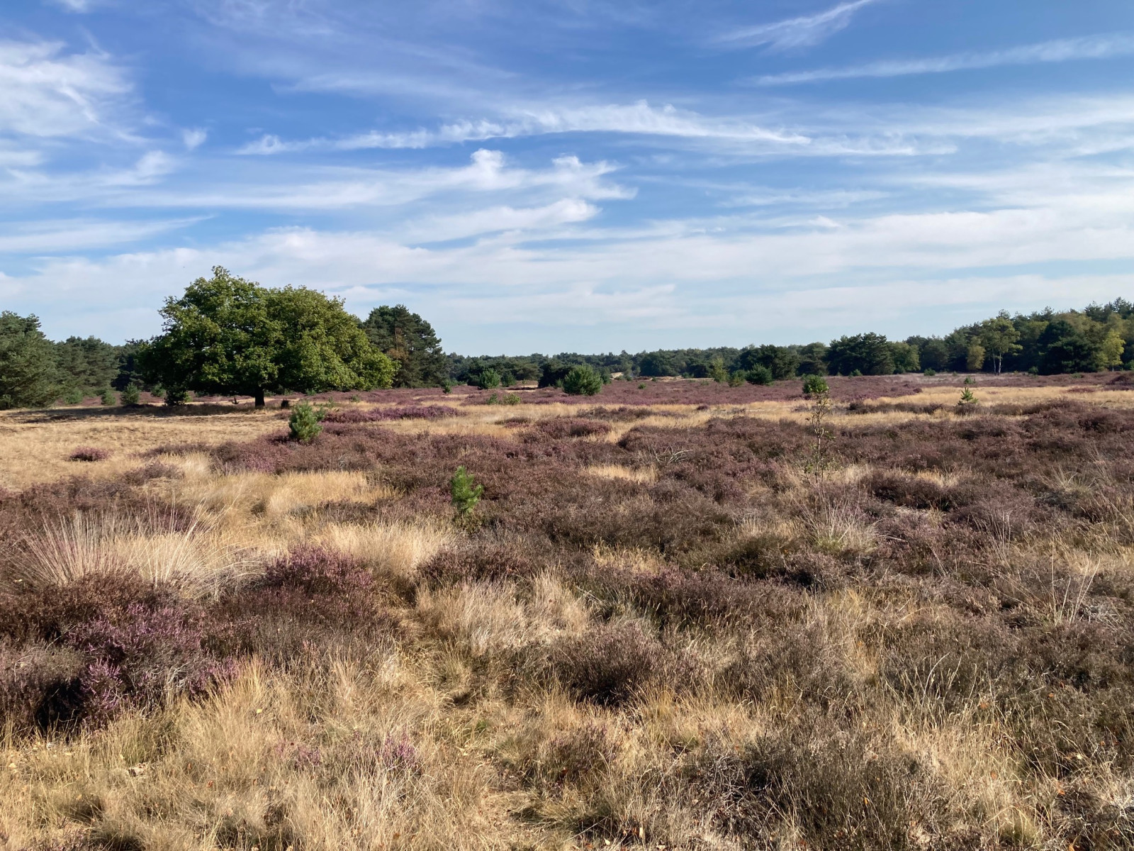 Boswachterij Sint Anthonis | Birdingplaces