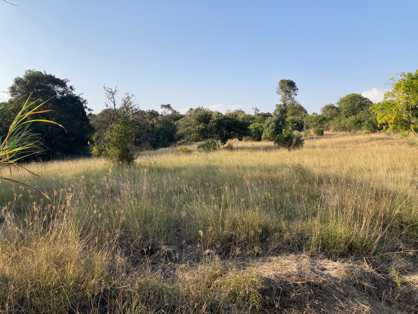 Naro Moru River Lodge Forest | Birdingplaces