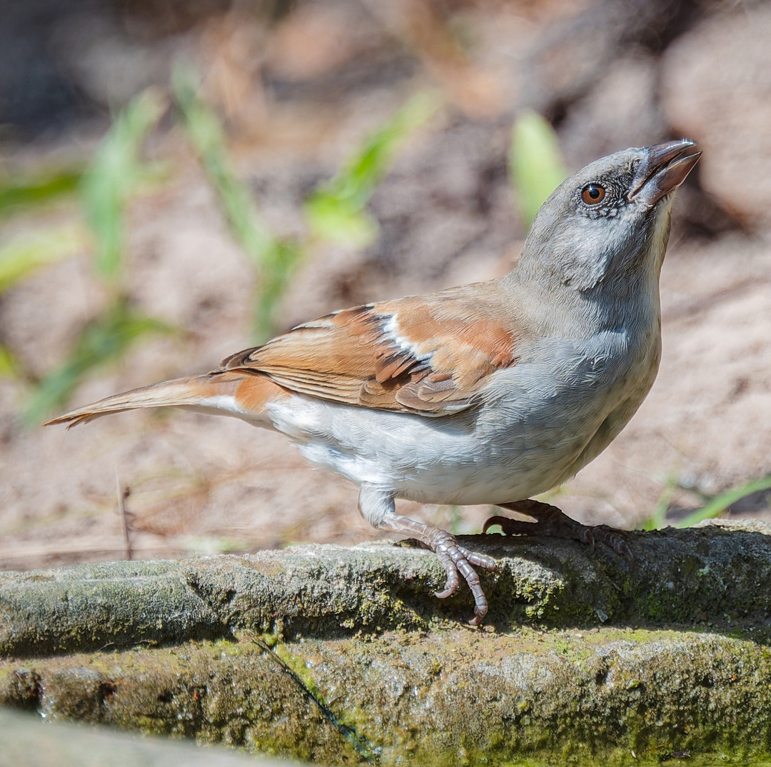 Northern Grey-headed Sparrow (Passer griseus) | Birdingplaces