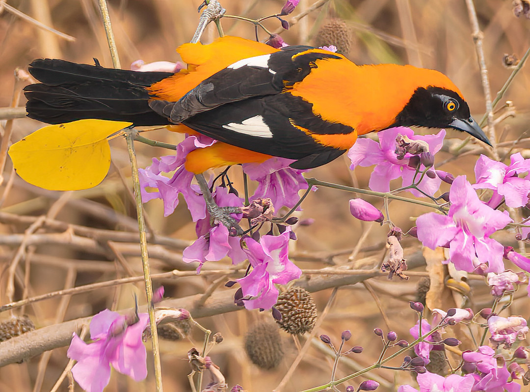 Orange-backed Troupial (Icterus croconotus) | Birdingplaces