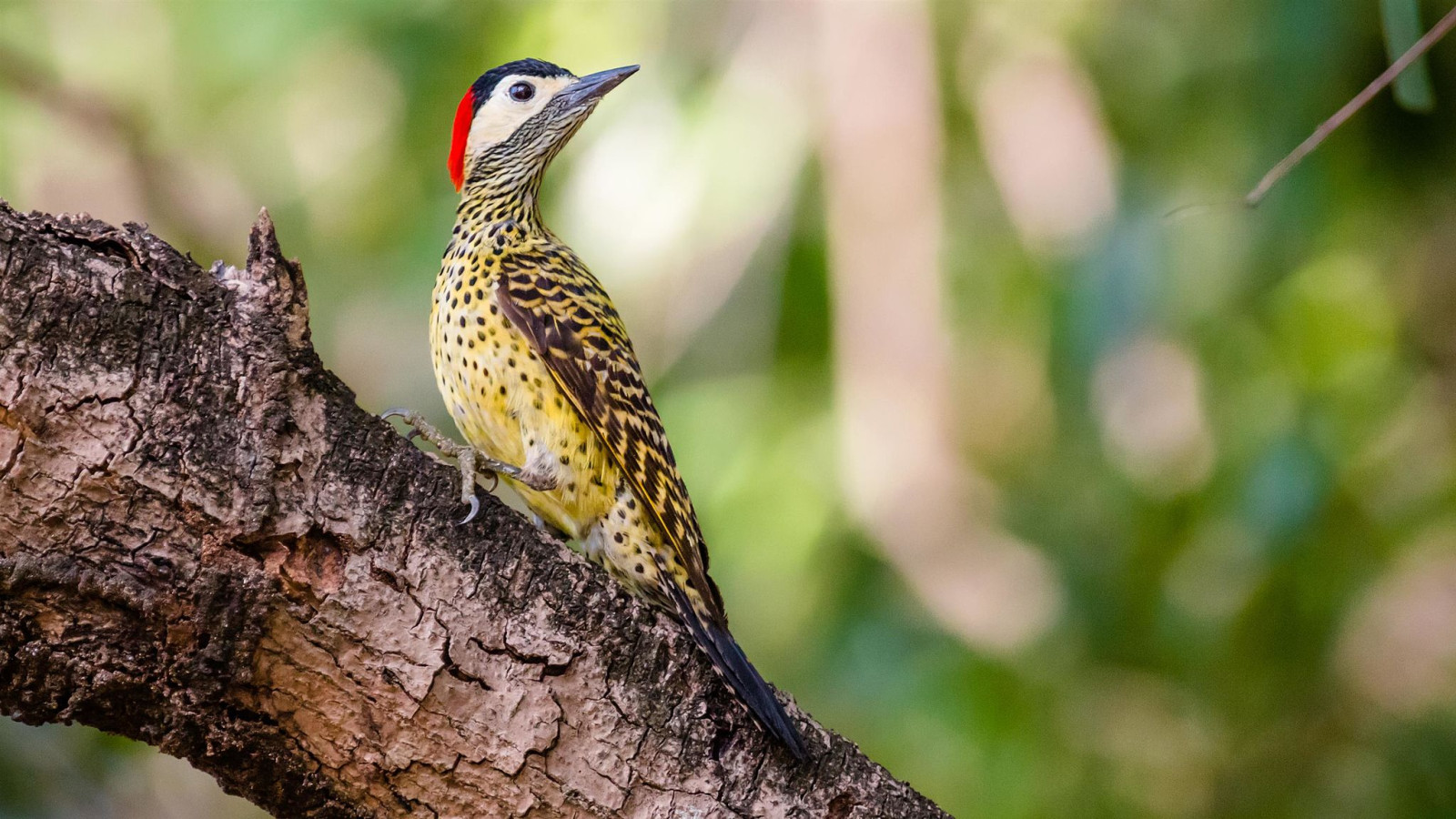Parque Ecológico do Rio Cocó | Birdingplaces