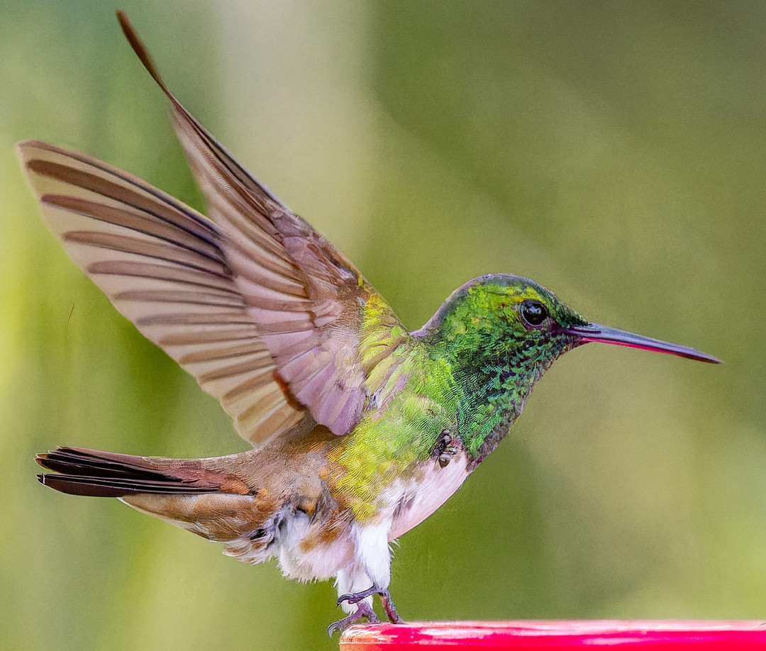 Snowy-bellied Hummingbird (Amazilia edward) | Birdingplaces