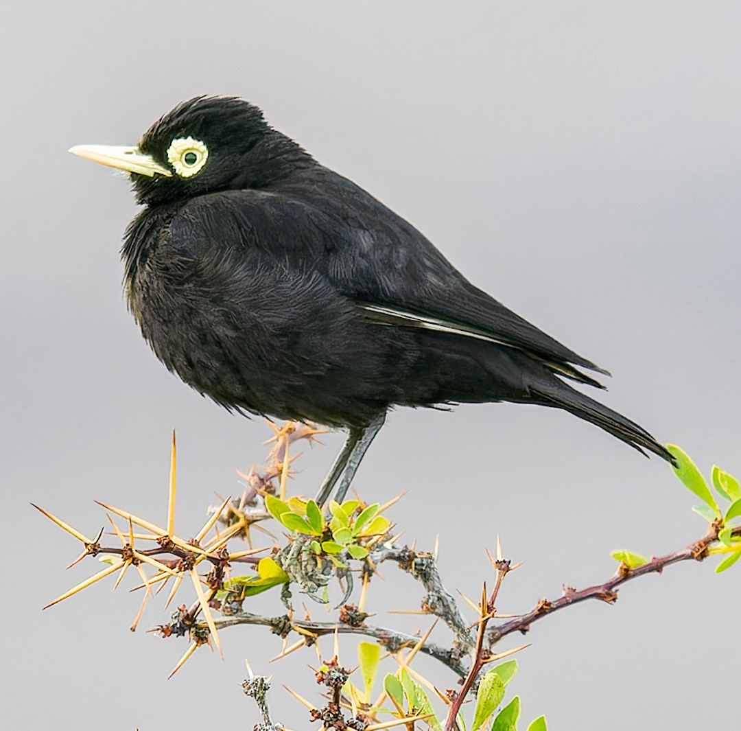 Spectacled Tyrant (Hymenops perspicillatus) | Birdingplaces