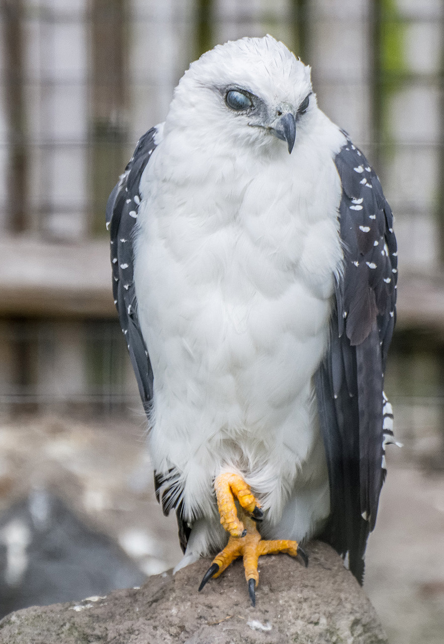 White Hawk (Pseudastur albicollis) | Birdingplaces