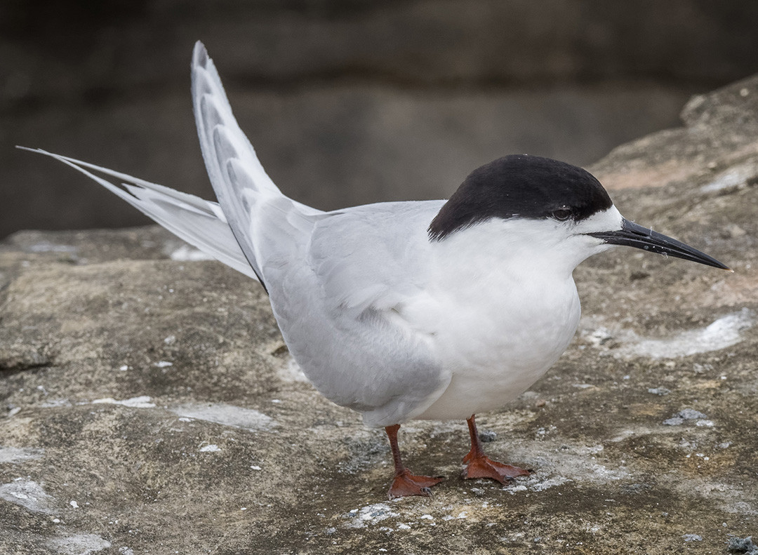 White-fronted Tern (Sterna striata) | Birdingplaces