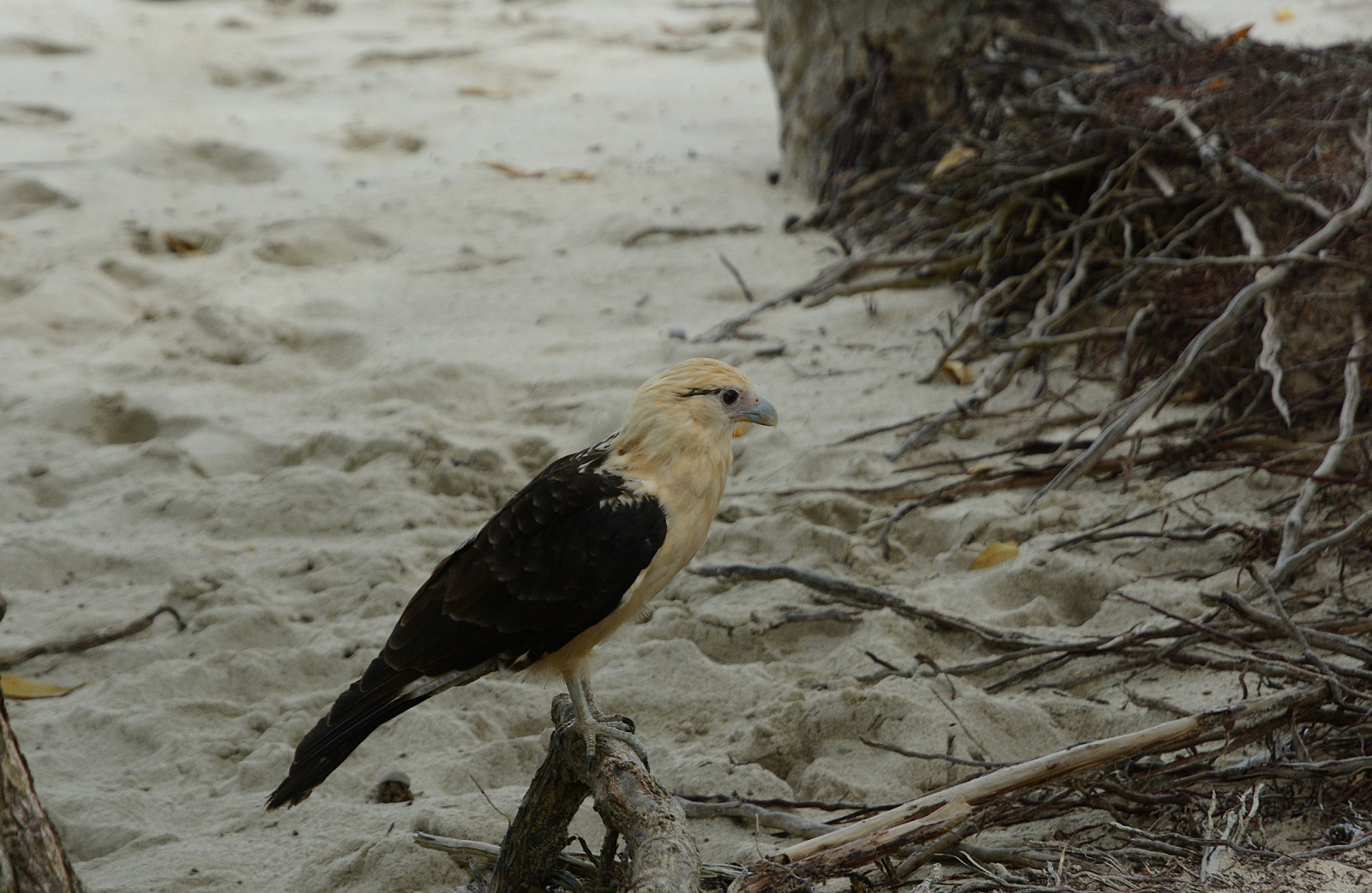Coiba Ranger Station | Birdingplaces
