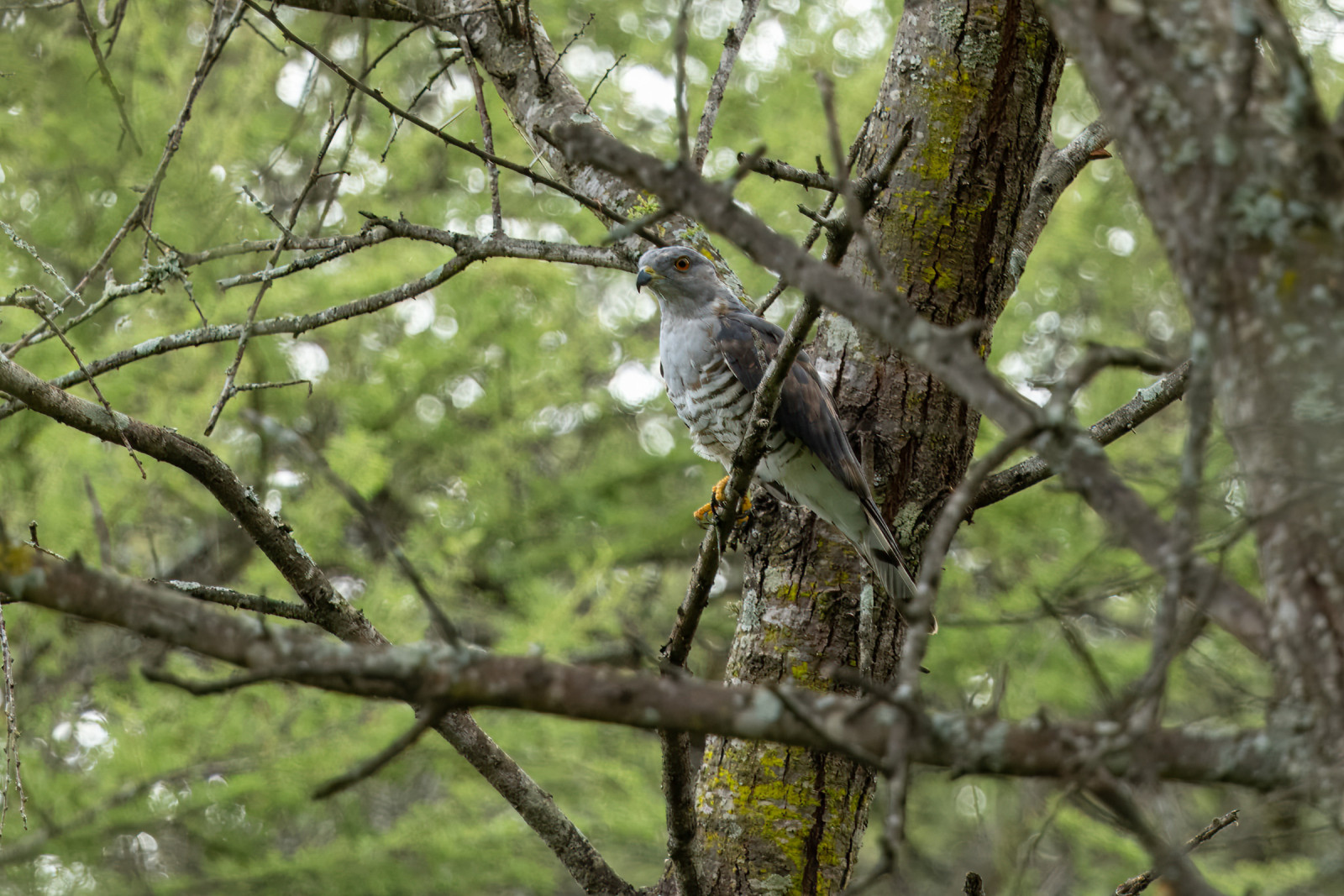 African Cuckoo-Hawk (Aviceda cuculoides) | Birdingplaces