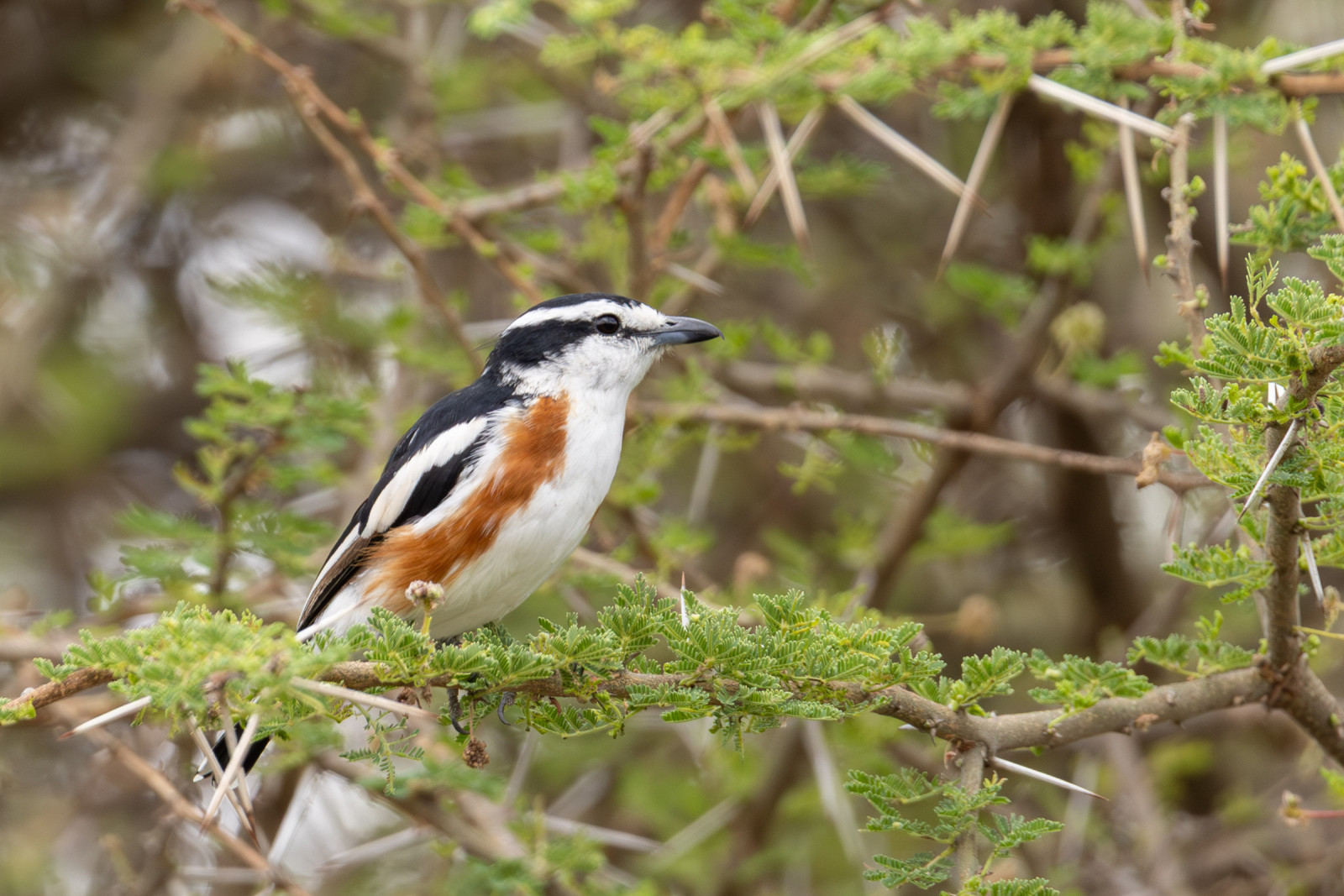 Brubru (Nilaus afer) | Birdingplaces