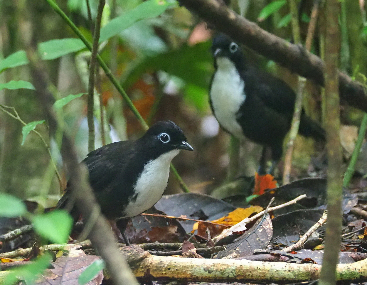 Chowchilla (Orthonyx spaldingii) | Birdingplaces