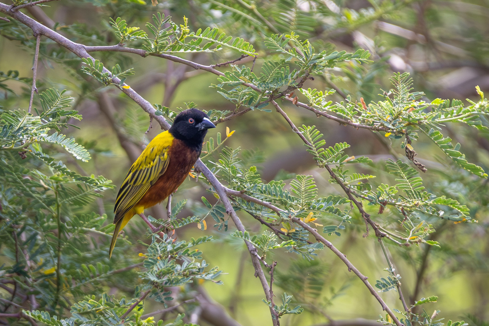 Golden-backed Weaver (Ploceus jacksoni) | Birdingplaces