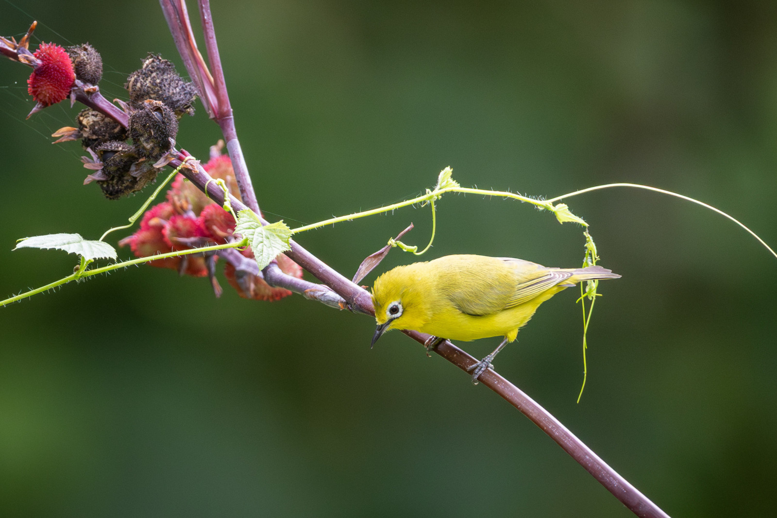 Pale White-eye (Zosterops flavilateralis) | Birdingplaces
