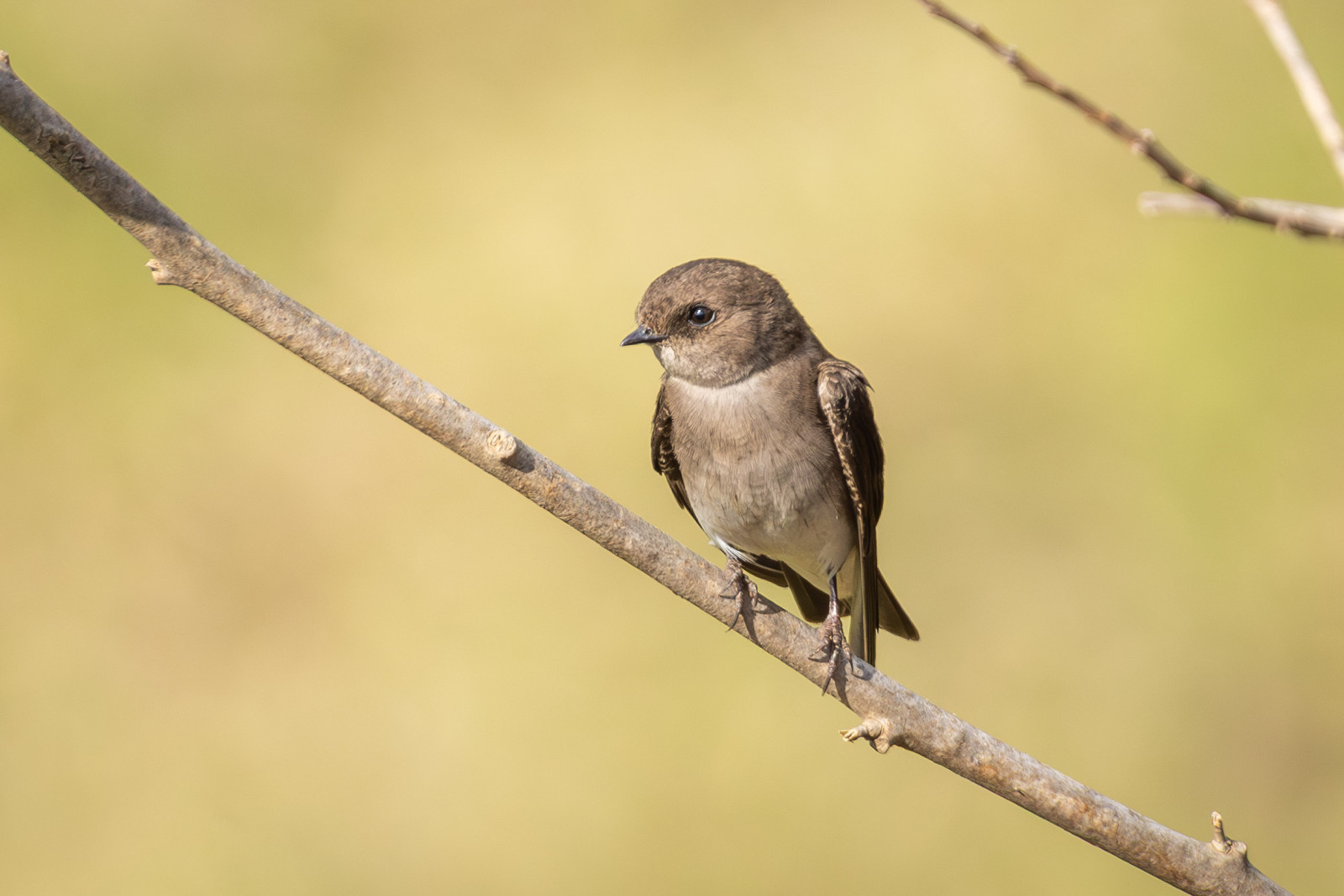 Plain Martin (Riparia paludicola) | Birdingplaces