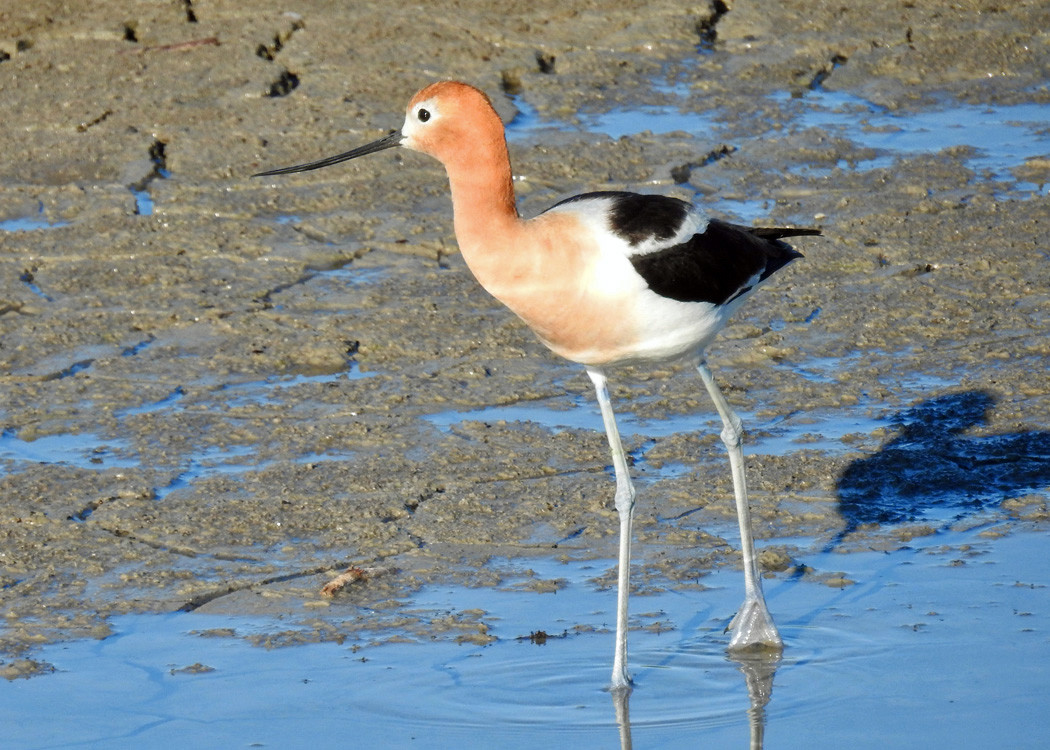 Bear River Migratory Bird Refuge | Birdingplaces