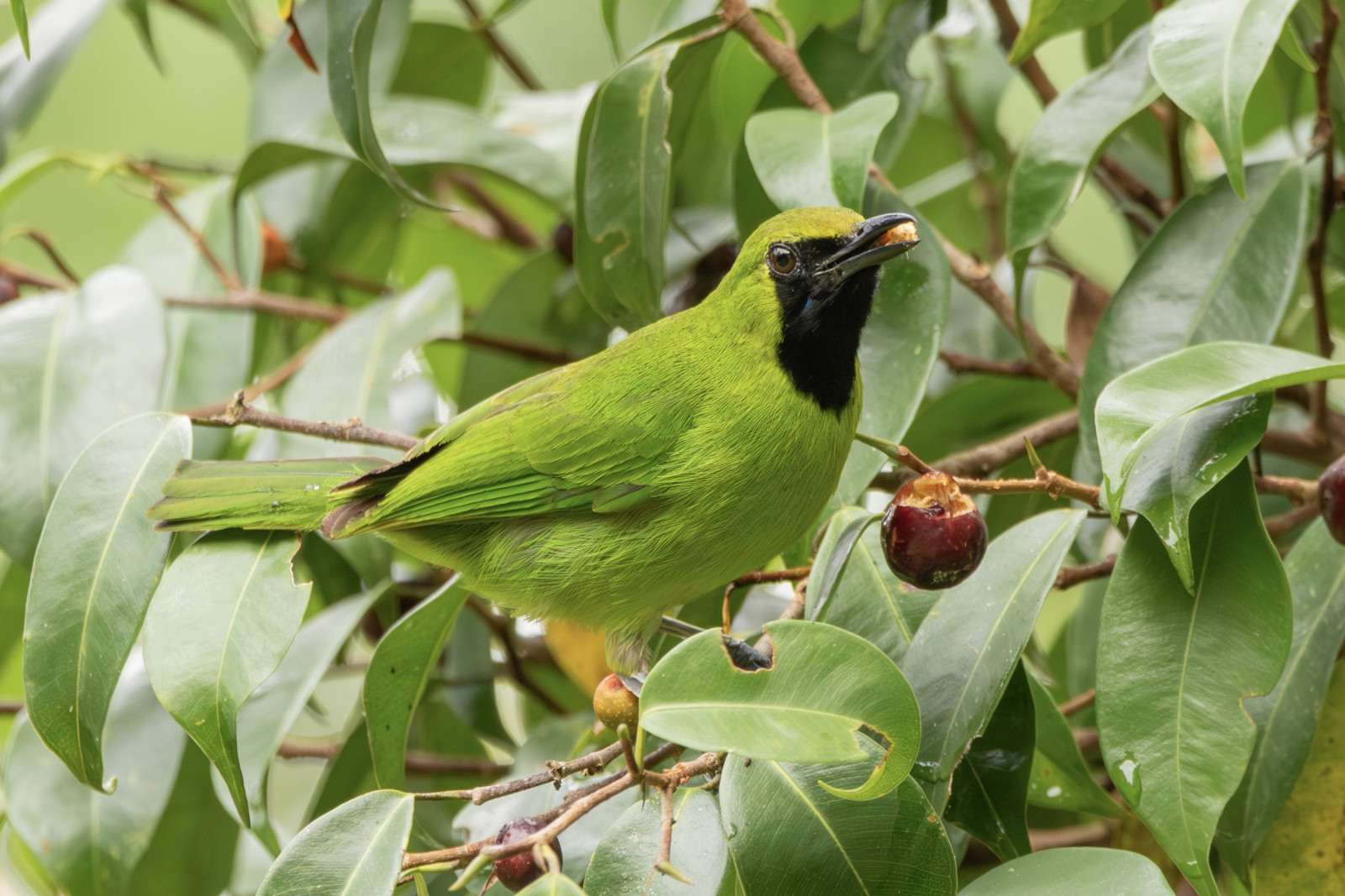 Lesser Green Leafbird (Chloropsis cyanopogon) | Birdingplaces