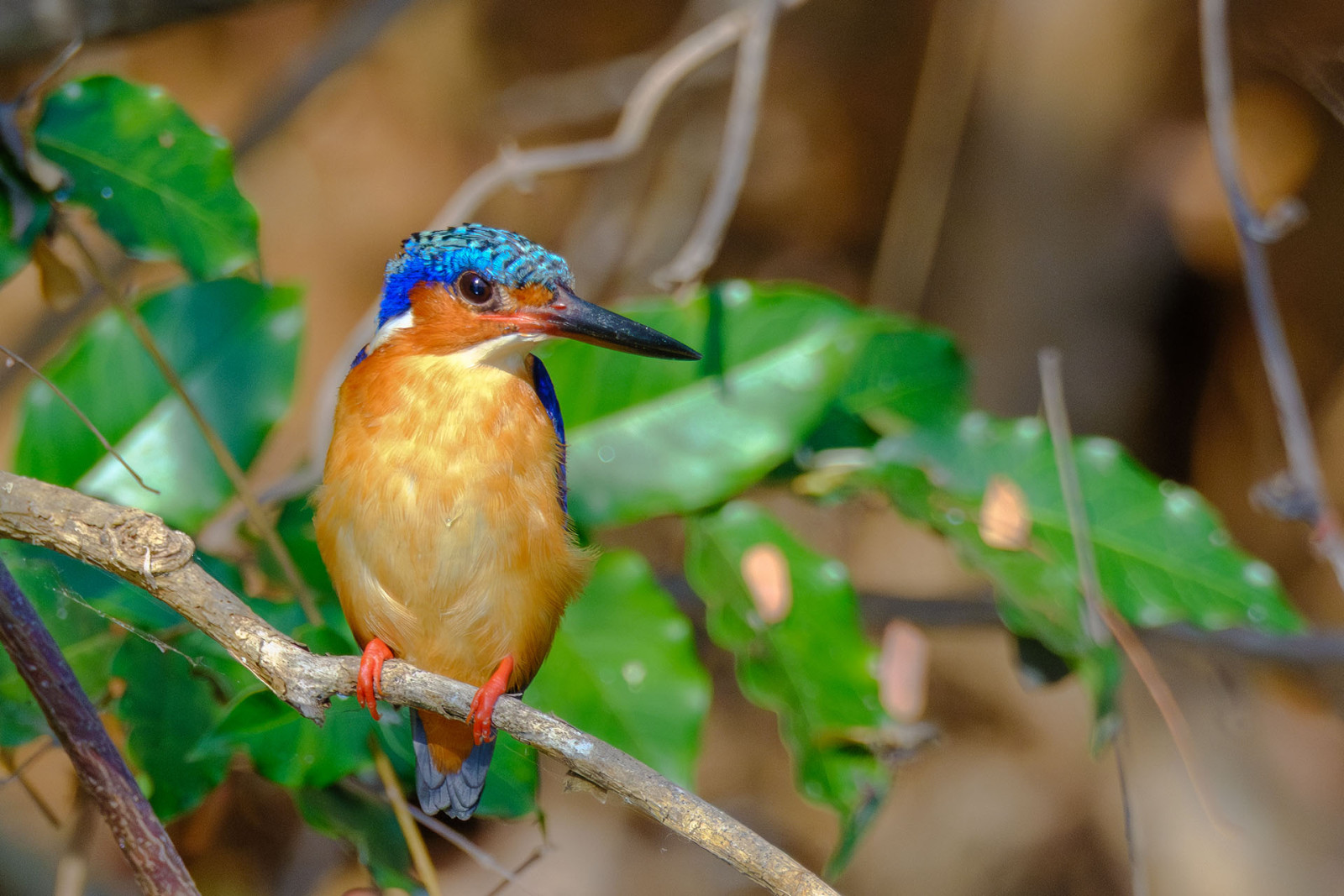 Malagasy Kingfisher (Corythornis vintsioides) | Birdingplaces