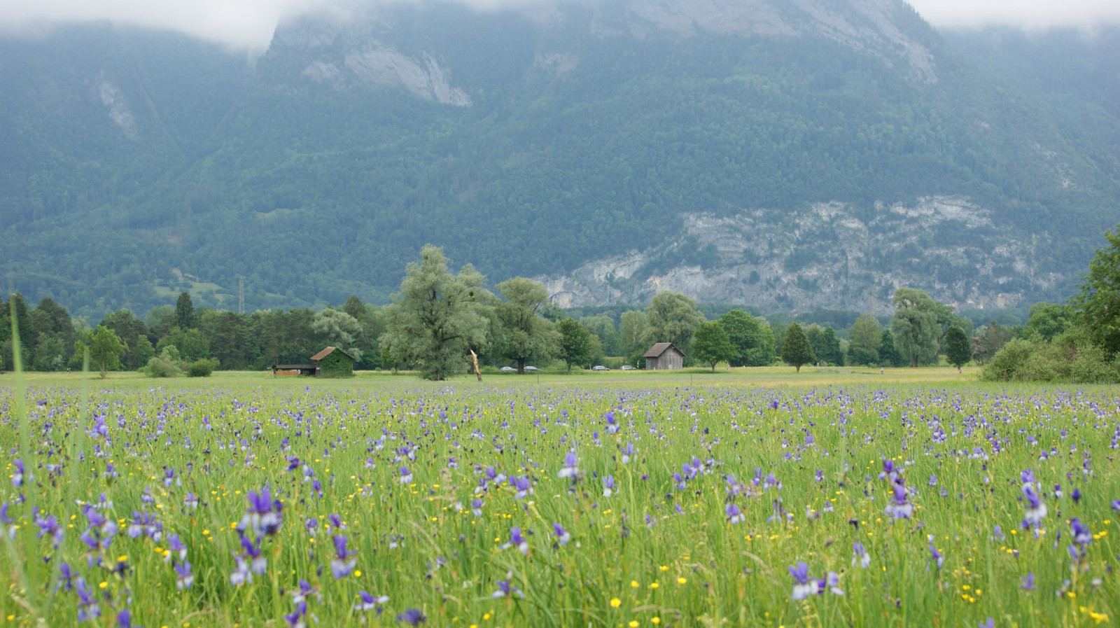 Ruggeller Riet | Birdingplaces