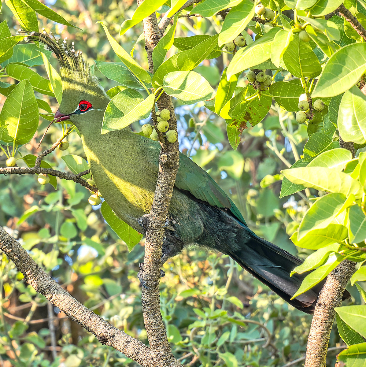 Schalow's Turaco (Tauraco schalowi) | Birdingplaces