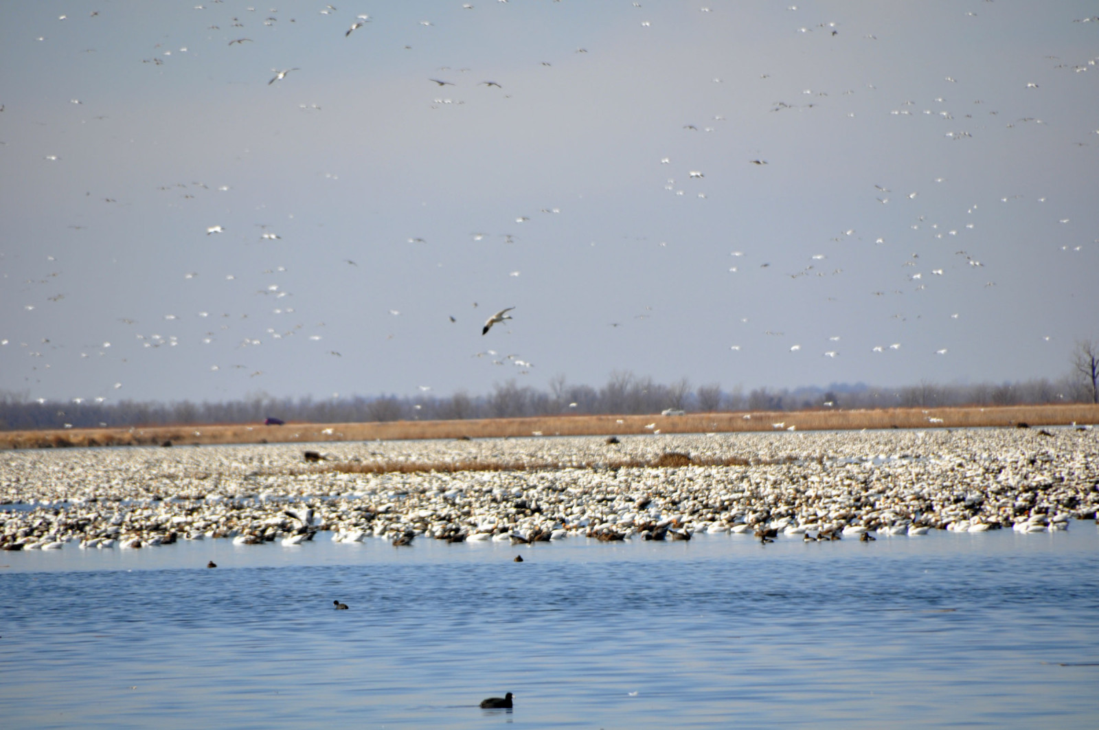 Loess Bluffs National Wildlife Refuge | Birdingplaces