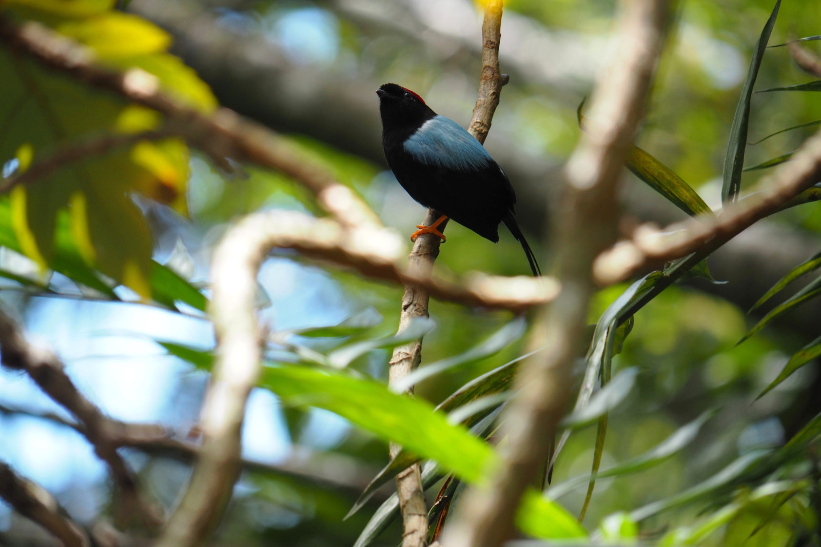 Long-tailed Manakin (Chiroxiphia linearis) | Birdingplaces