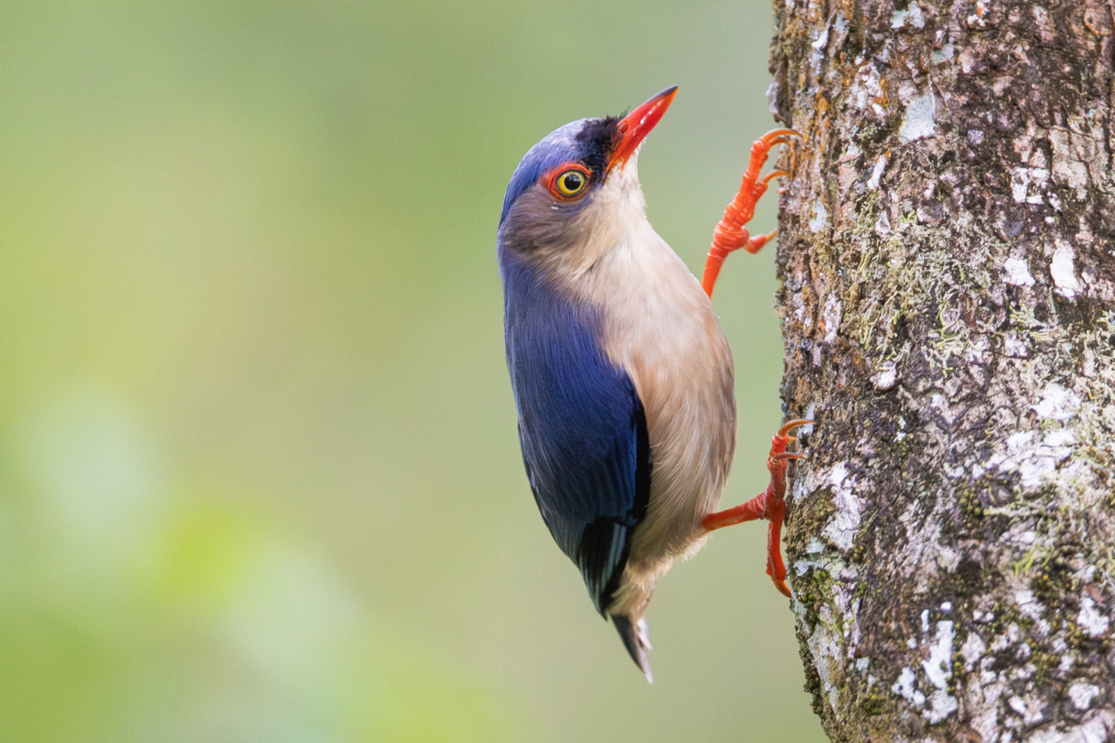 Velvet-fronted Nuthatch (Sitta frontalis) | Birdingplaces