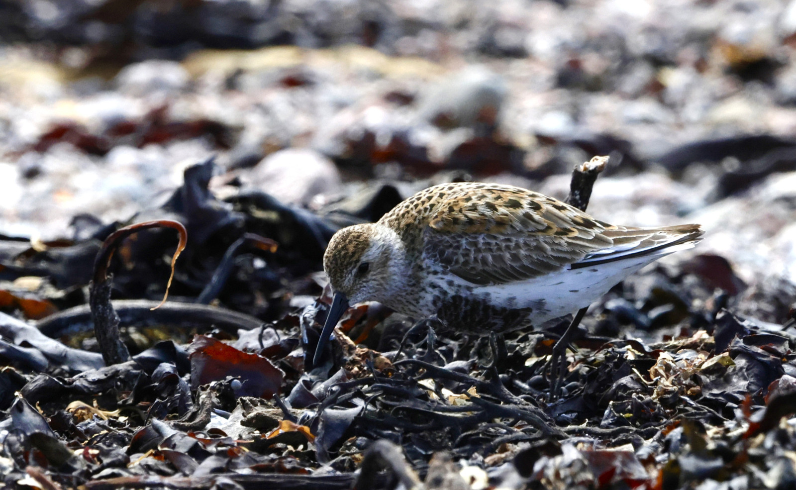 Carne - Carnsore | Birdingplaces