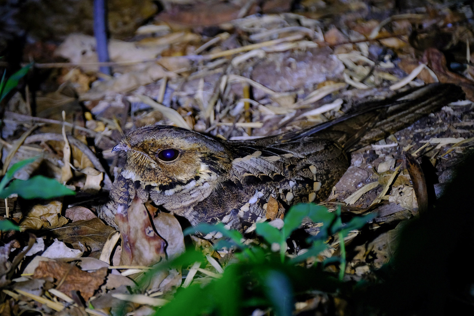 Grey Nightjar (Caprimulgus jotaka) | Birdingplaces
