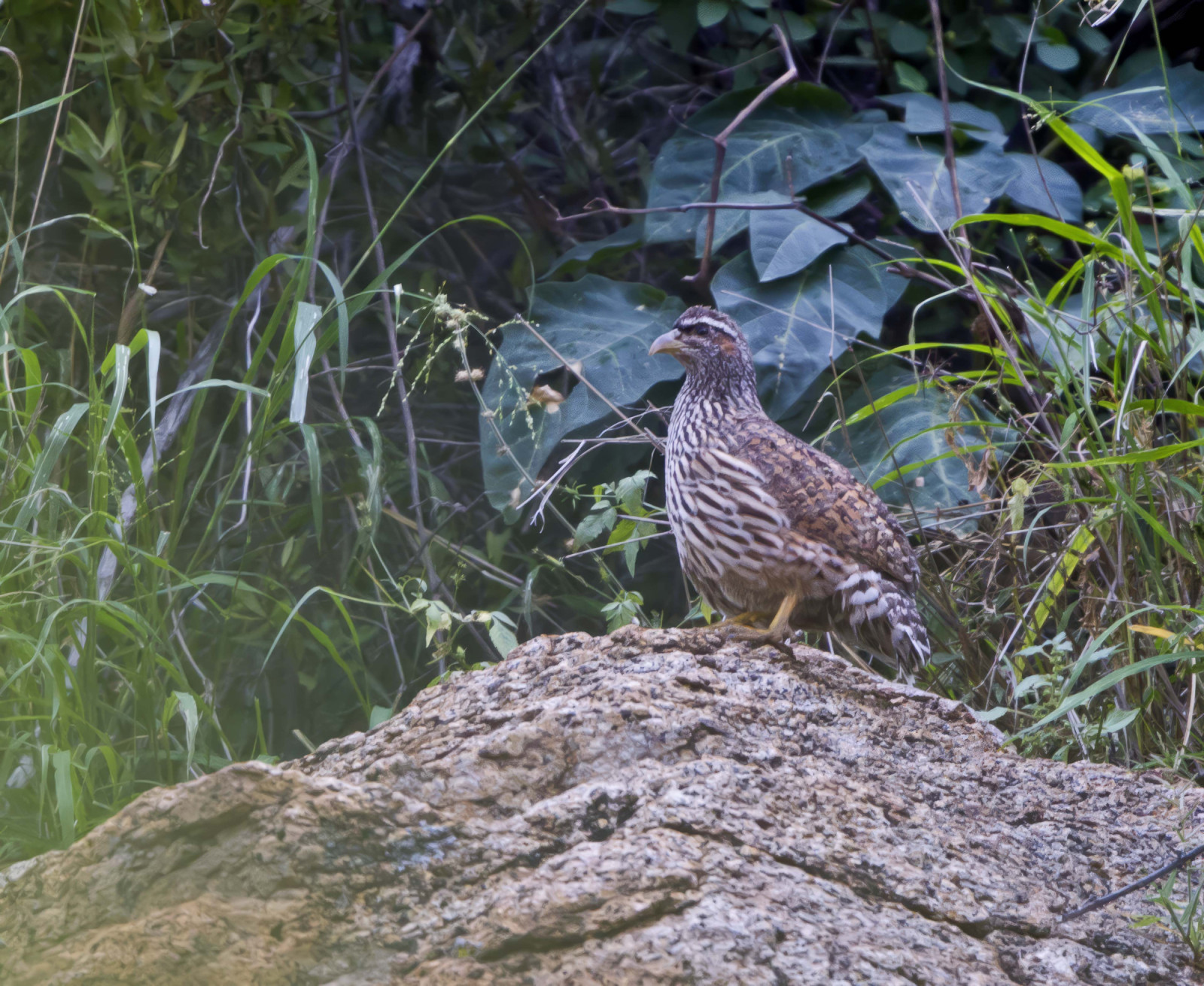 Hartlaub's Spurfowl (Pternistis hartlaubi) | Birdingplaces