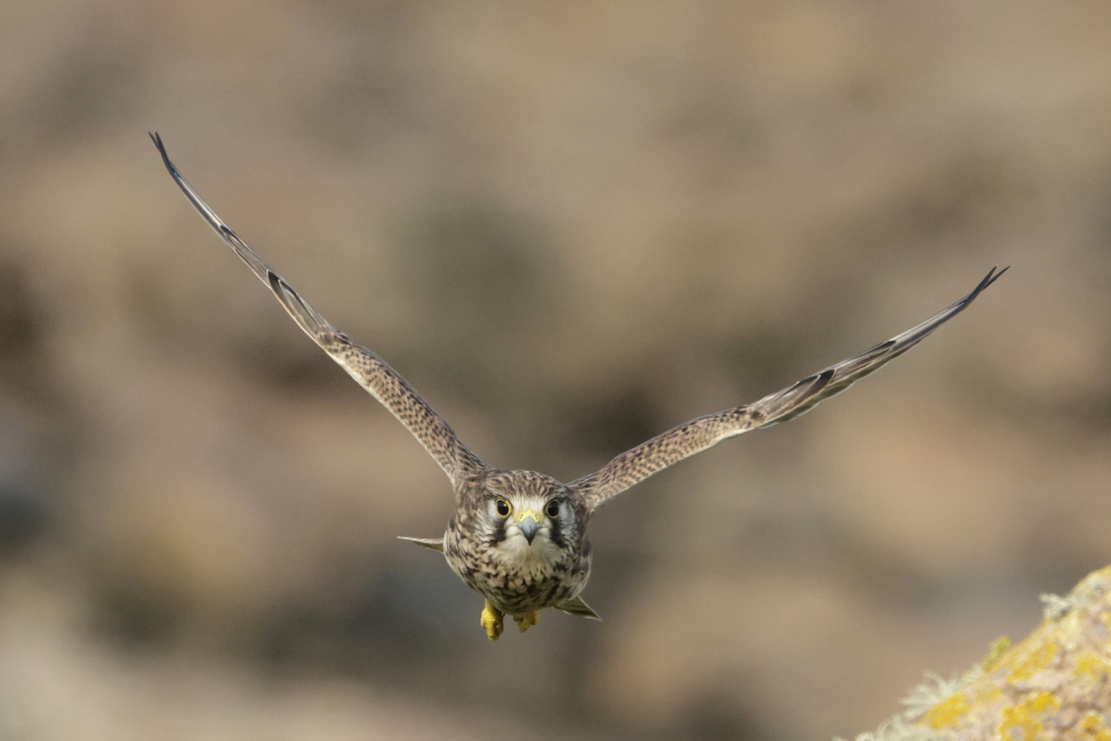 Carne - Carnsore | Birdingplaces