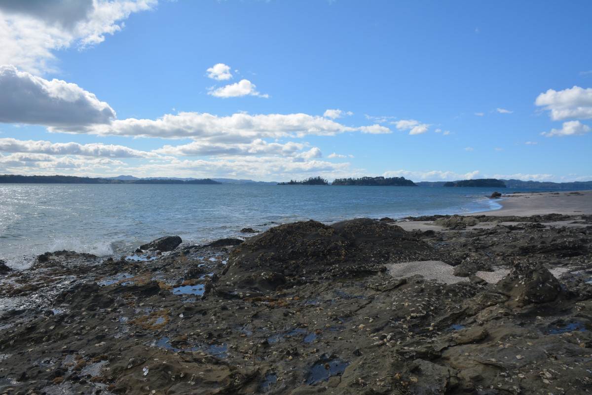 Motuora Island | Birdingplaces