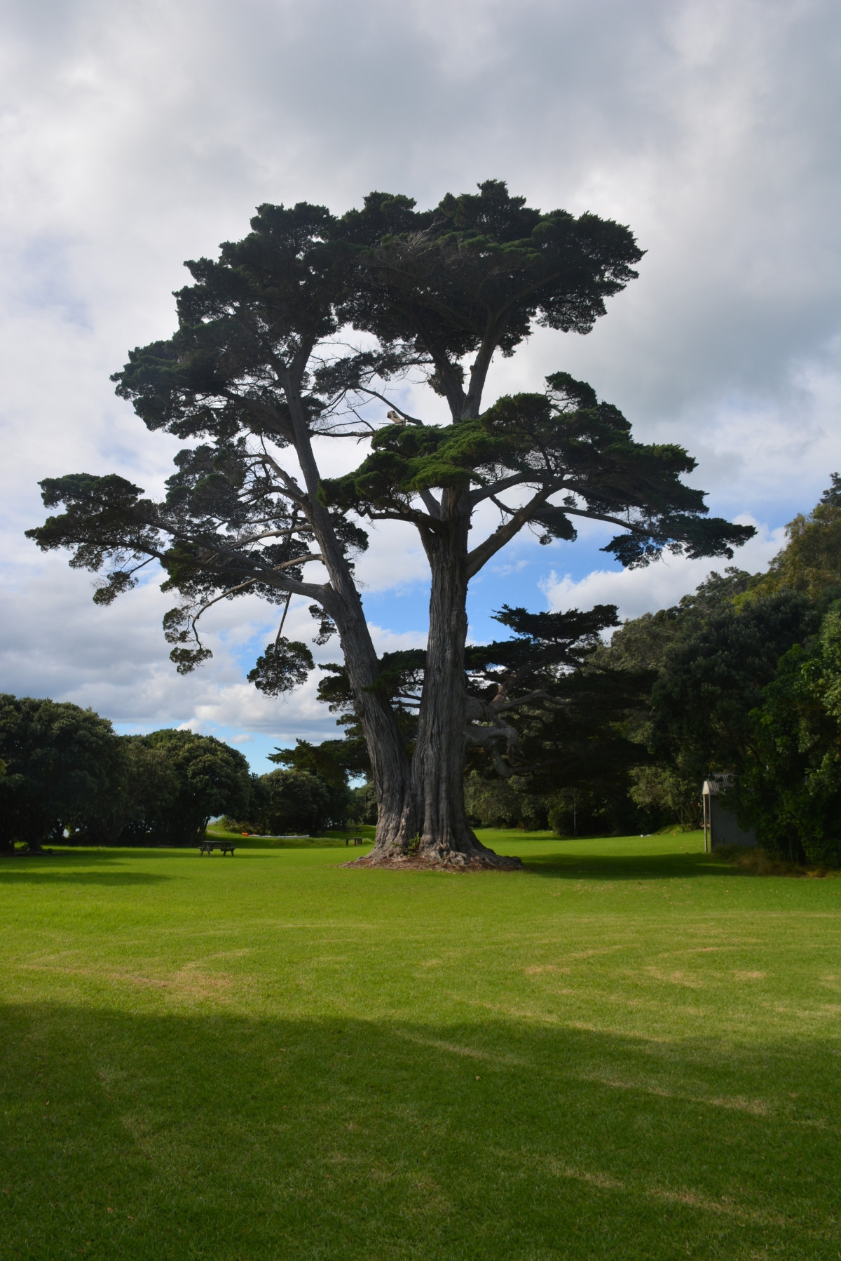 Motuora Island | Birdingplaces