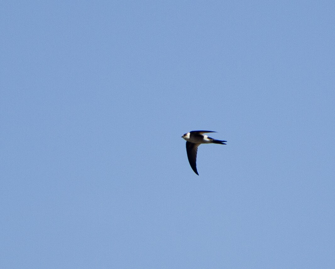 Andean Swift (Aeronautes andecolus) | Birdingplaces