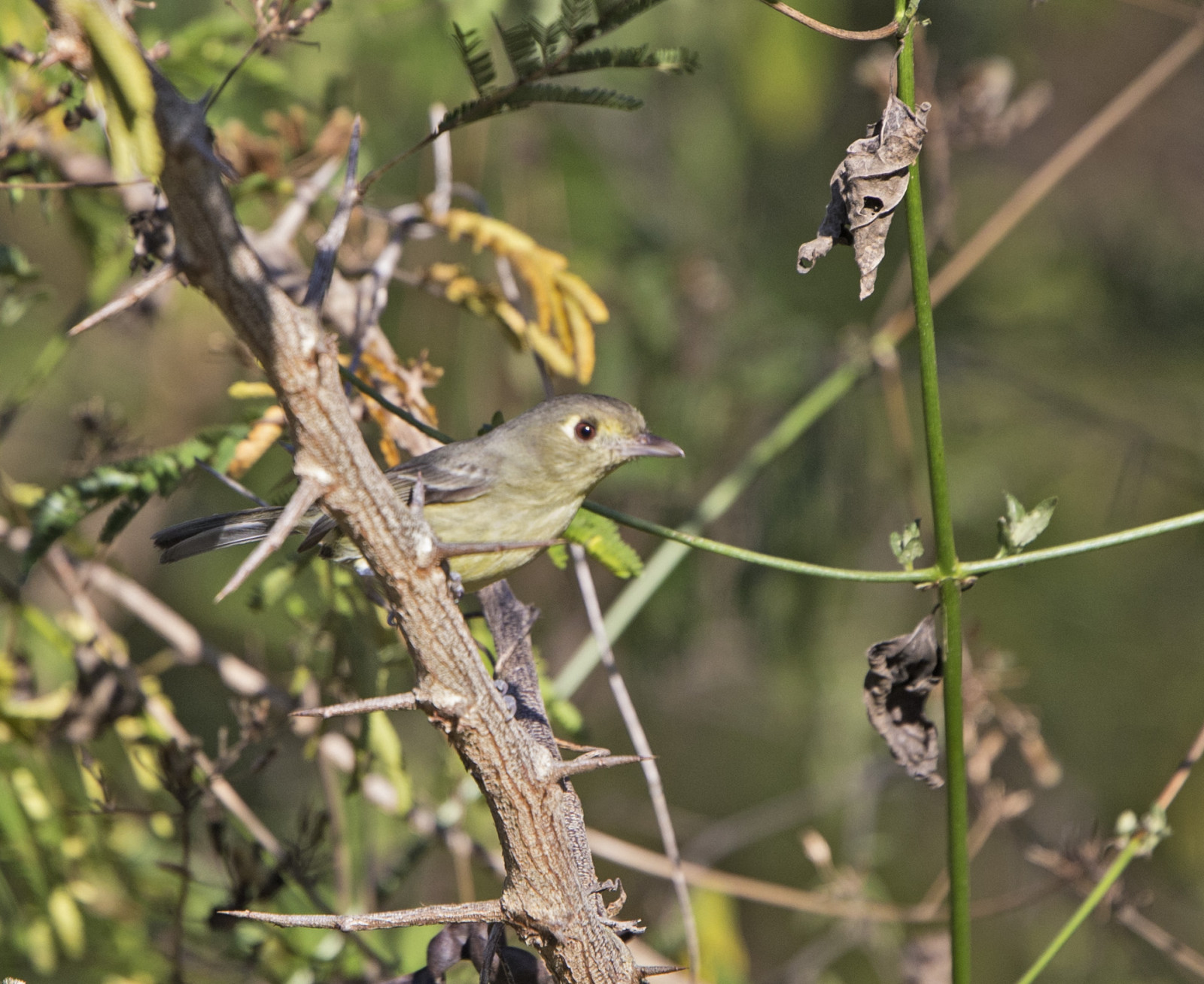 Cuban Vireo (Vireo gundlachii) | Birdingplaces