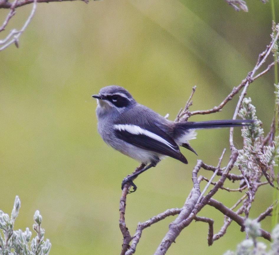 Fairy Flycatcher (Stenostira scita) | Birdingplaces