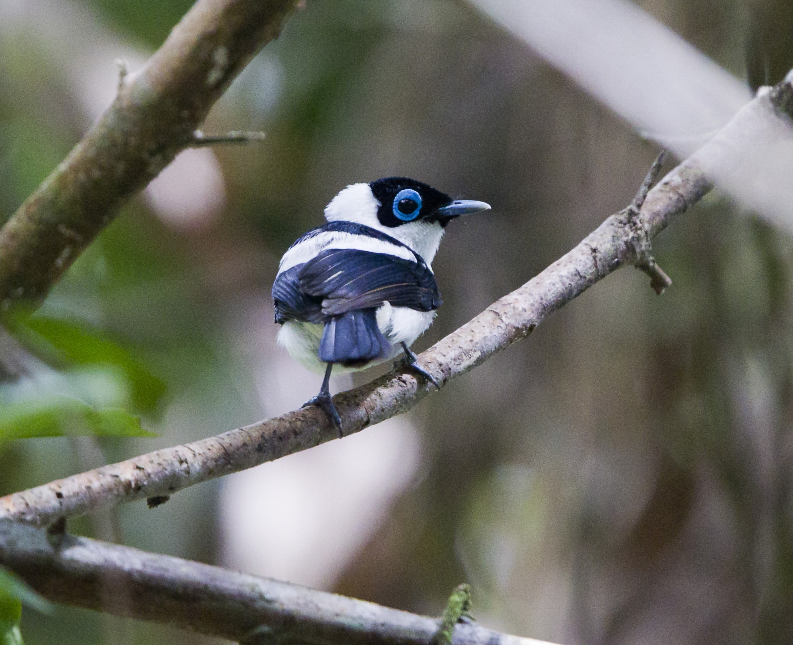 Frilled Monarch (Arses telescopthalmus) | Birdingplaces