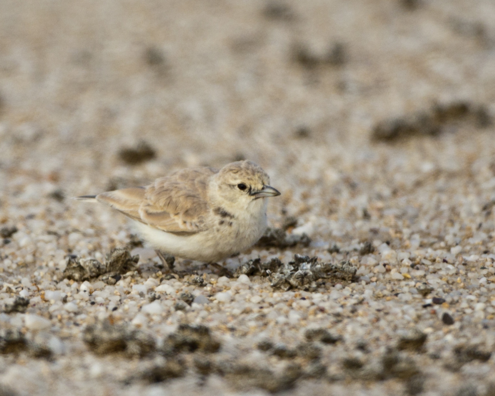 Gray's Lark (Ammomanopsis grayi) | Birdingplaces