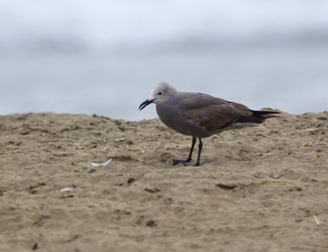 Grey Gull (Leucophaeus modestus) | Birdingplaces