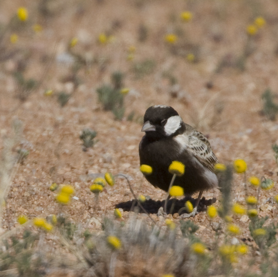 Grey-backed Sparrow-Lark (Eremopterix verticalis) | Birdingplaces