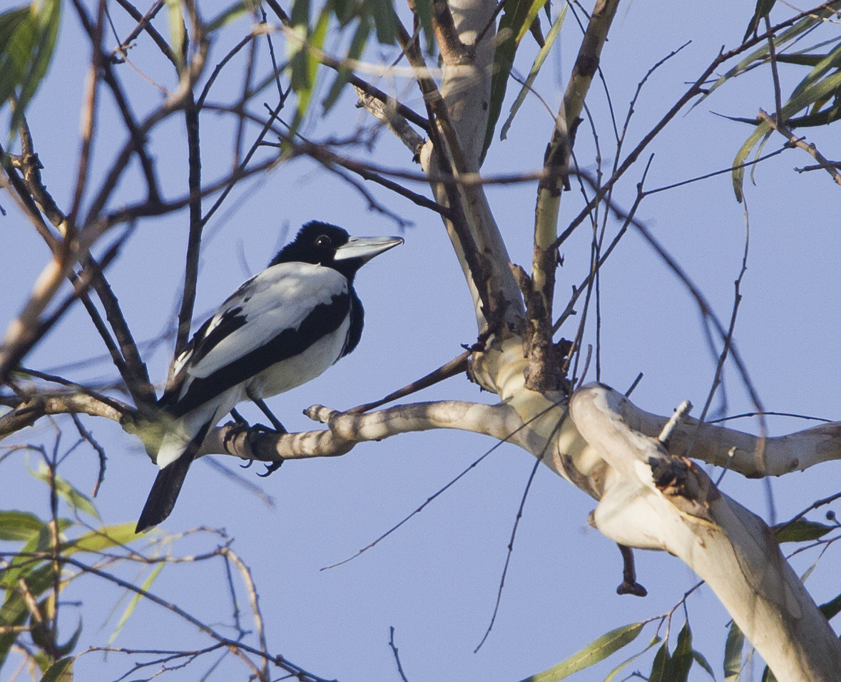 Hooded Butcherbird (Cracticus cassicus) | Birdingplaces