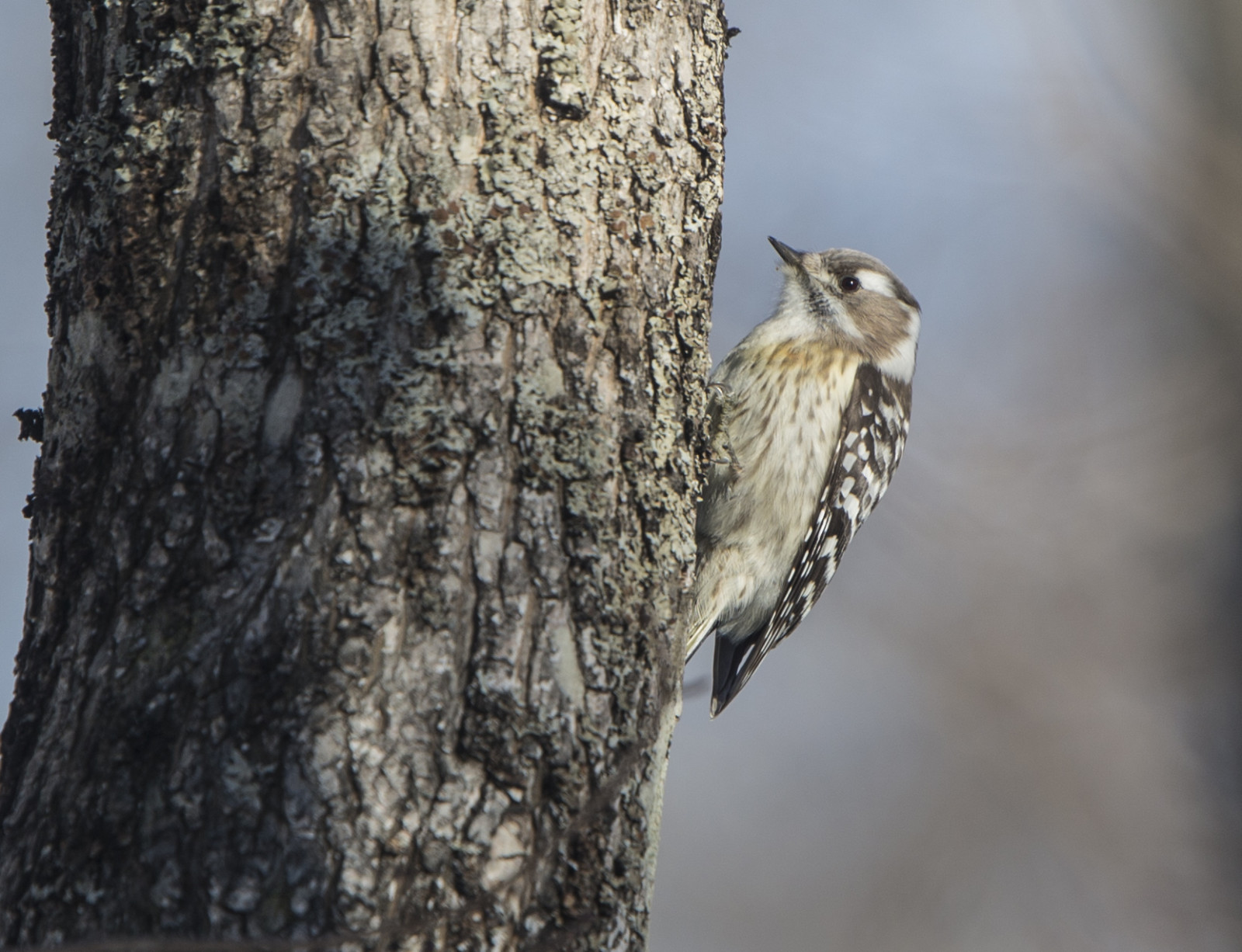 Japanese Pygmy Woodpecker (Yungipicus kizuki) | Birdingplaces
