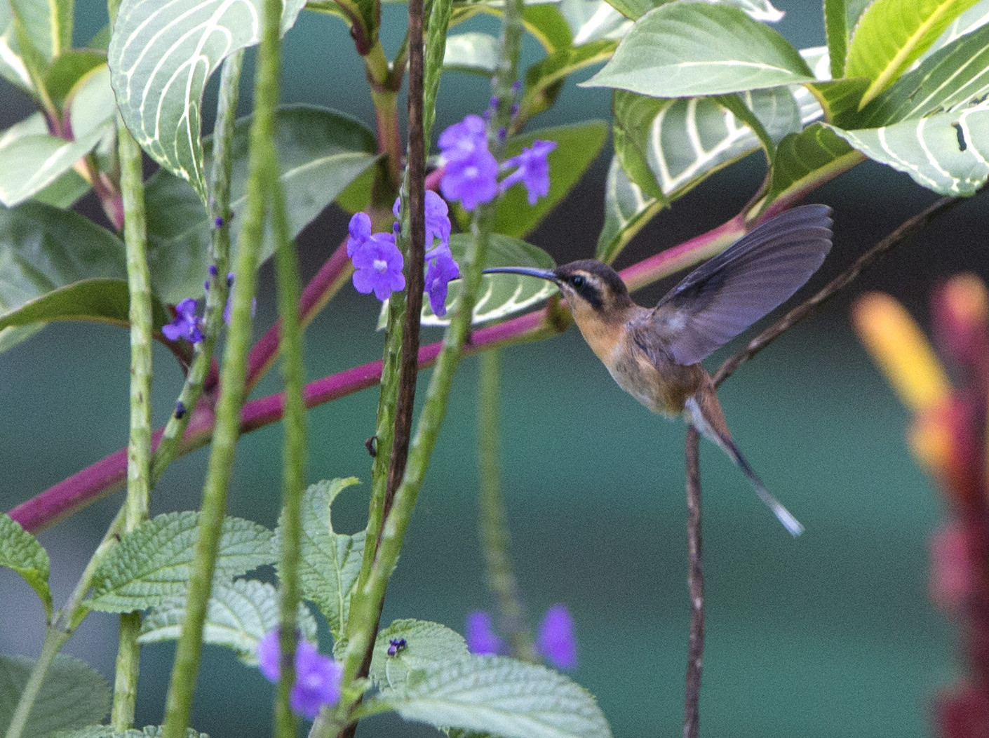 Little Hermit (Phaethornis longuemareus) | Birdingplaces