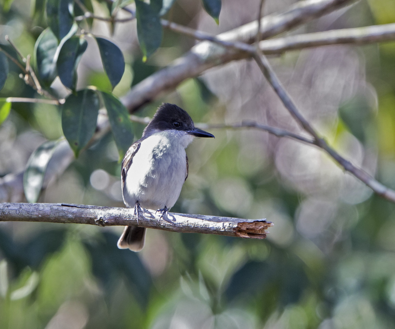 Loggerhead Kingbird (Tyrannus caudifasciatus) | Birdingplaces