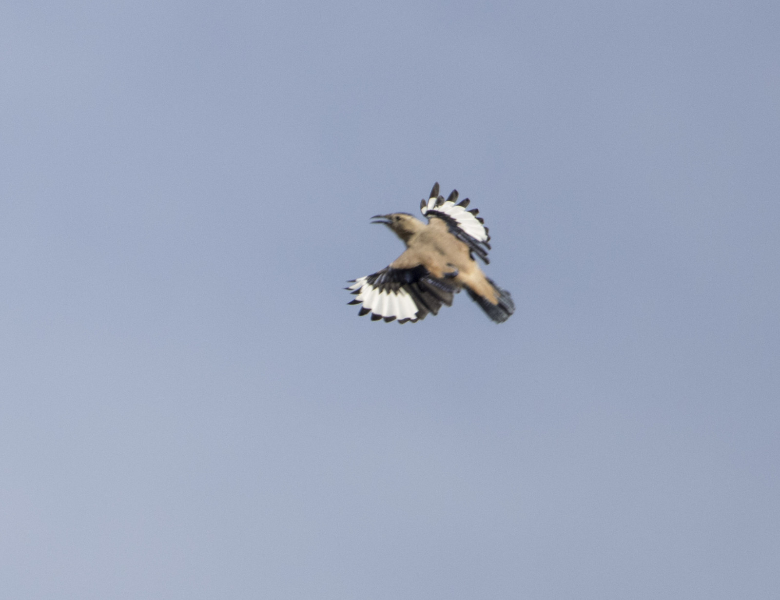 Mongolian Ground-Jay (Podoces hendersoni) | Birdingplaces