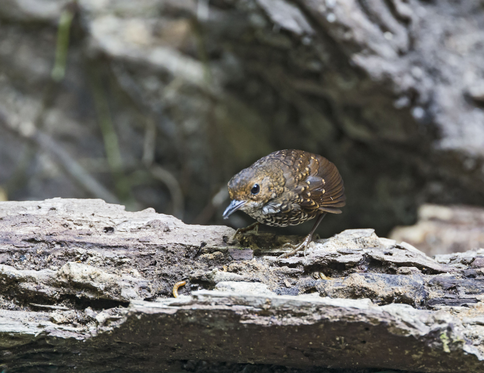 Pygmy Cupwing (Pnoepyga pusilla) | Birdingplaces