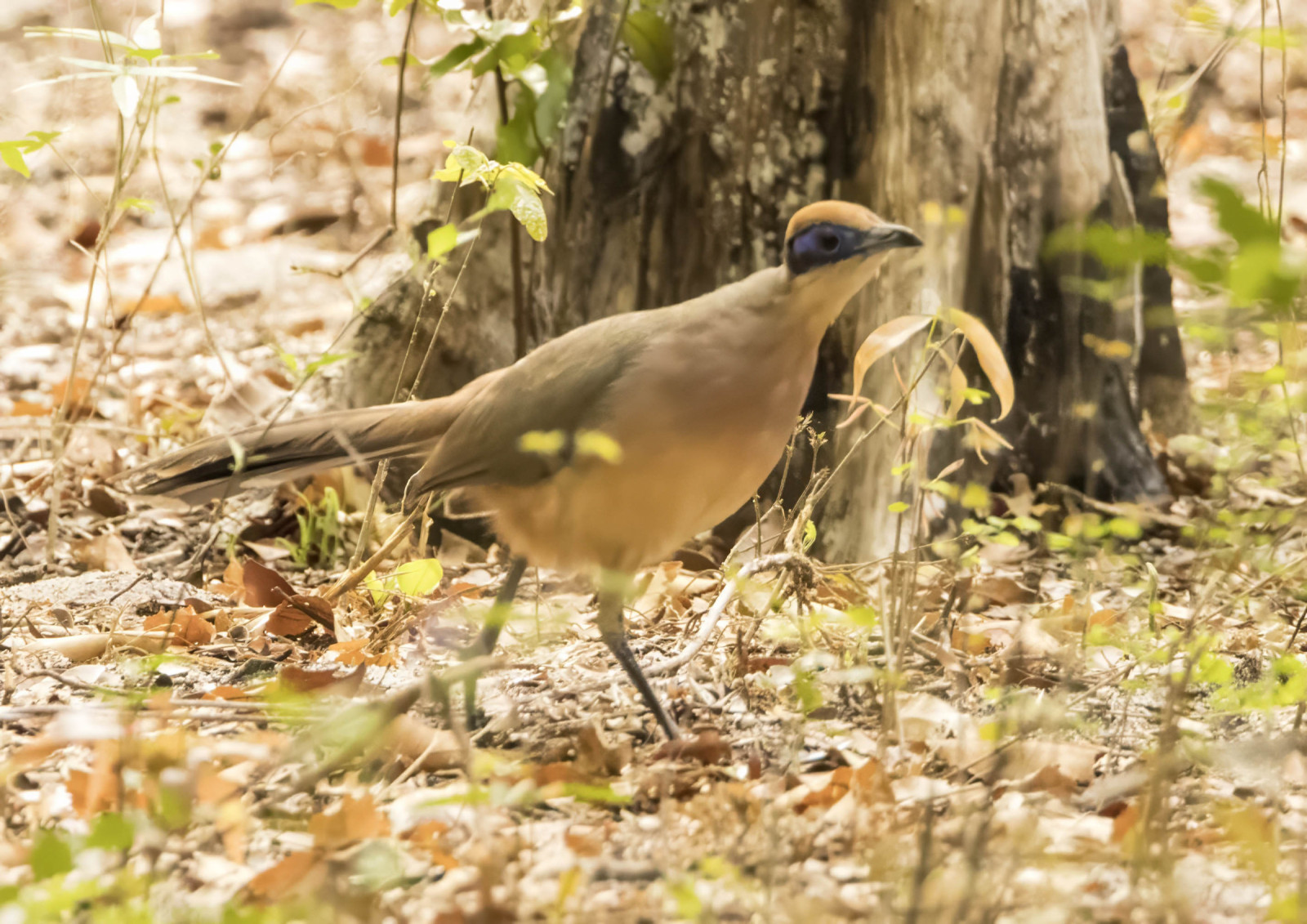 Red-capped Coua (Coua ruficeps) | Birdingplaces