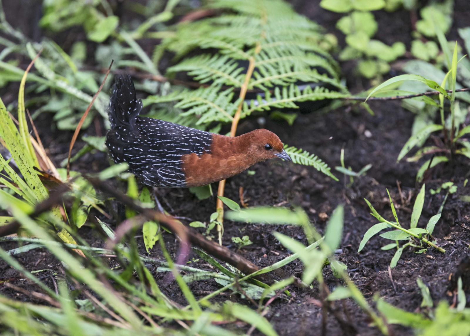 Red-chested Flufftail (Sarothrura rufa) | Birdingplaces